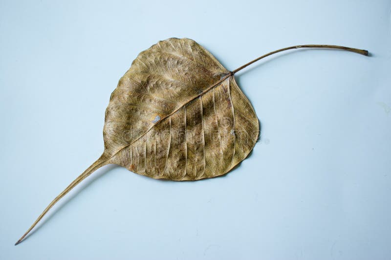Close-up Photograph of Sacred Peepal Leaf Stock Image - Image of fresh ...