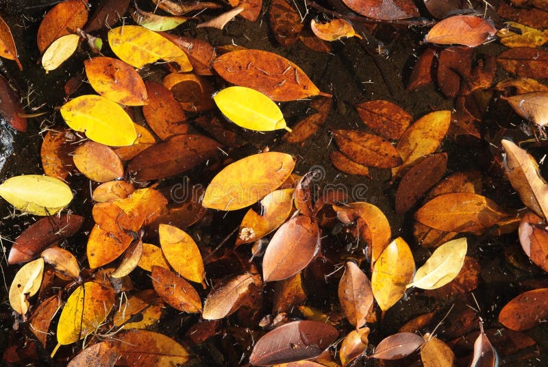Dried leaf stock photo. Image of water, autumn, leaf - 36039616