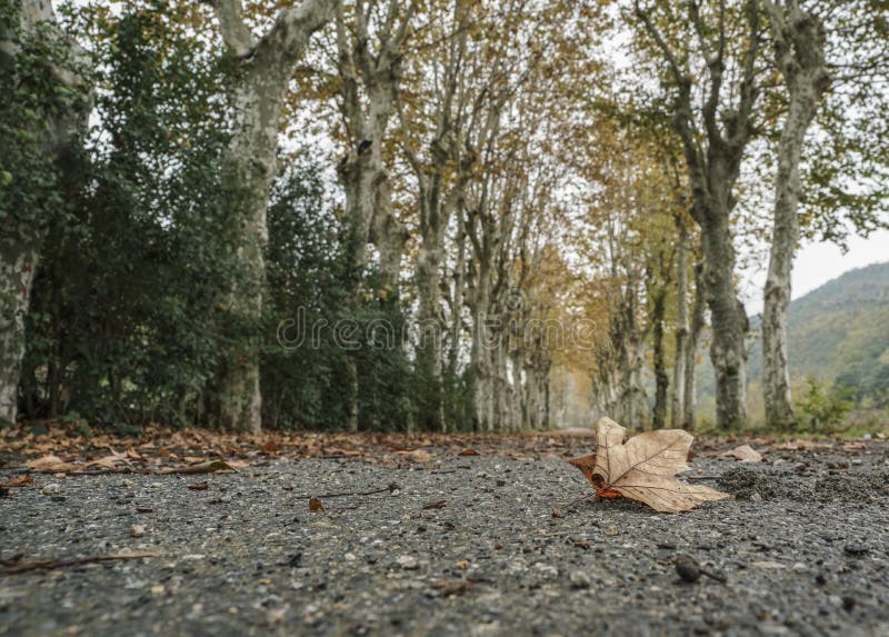 A Dried Leaf on Road Surrounded by Trees in Autumn Stock Photo - Image ...