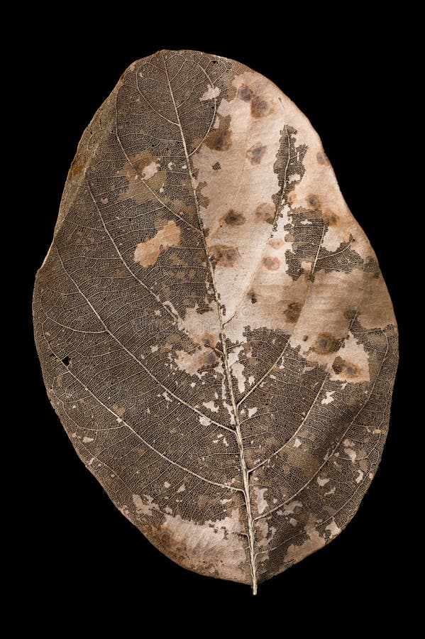 Dried Leaf Skeleton on Black Stock Photo - Image of grow, jackfruit ...
