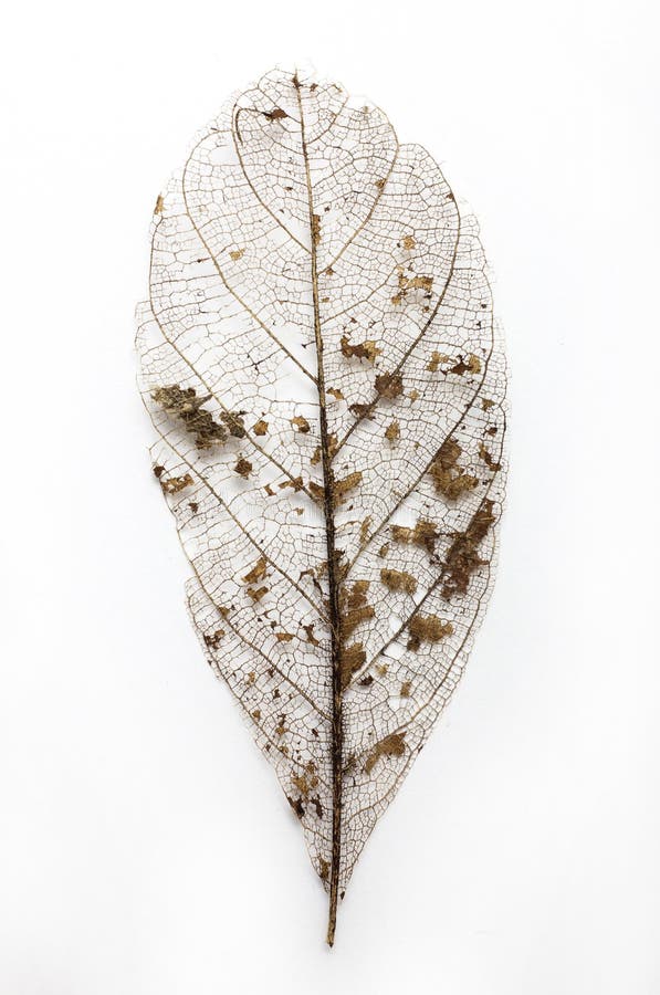 Dried Leaf Skeleton stock image. Image of branch, modern - 80195121