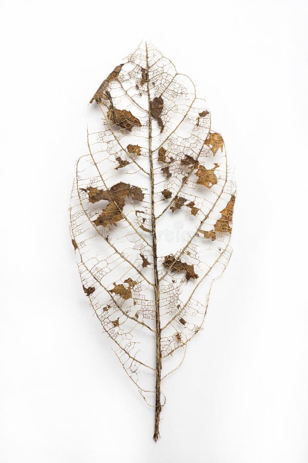 Dried Leaf Skeleton. stock image. Image of autumn, light - 80195459