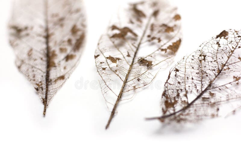 Dried Leaf Skeleton stock image. Image of branch, modern - 80195121