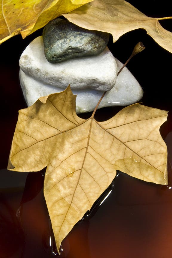 Dried leaf and stone stock photo. Image of autumn, hardness - 12666334