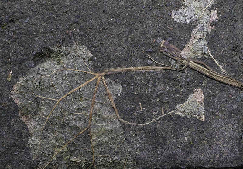 Dried Leaf Transparent Skeleton Pressed into Concrete Pavement ...