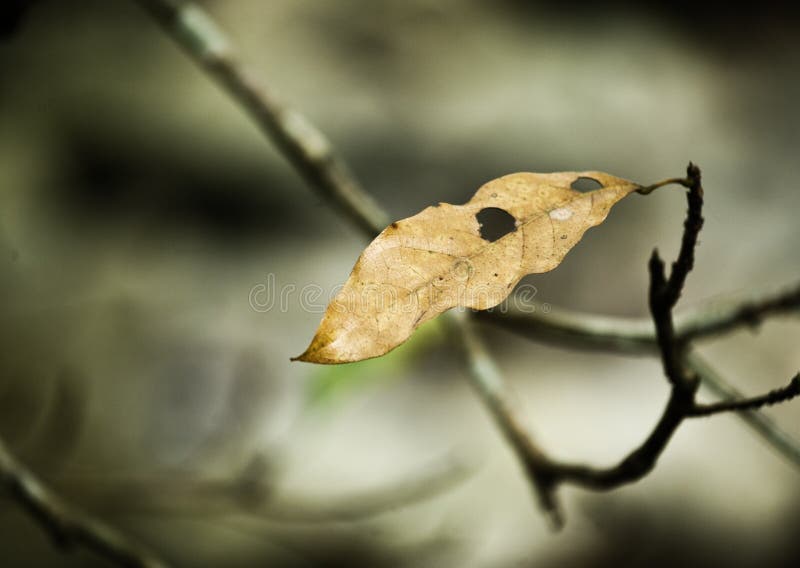 Dried leaf on tree stock image. Image of texture, yellow - 30772679