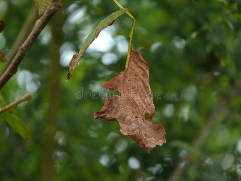 Dried leaf on tree stock image. Image of leaf, natural - 193539473