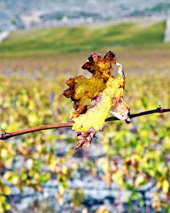 Dried leaf in a vineyard stock image. Image of vine, agriculture - 26450177