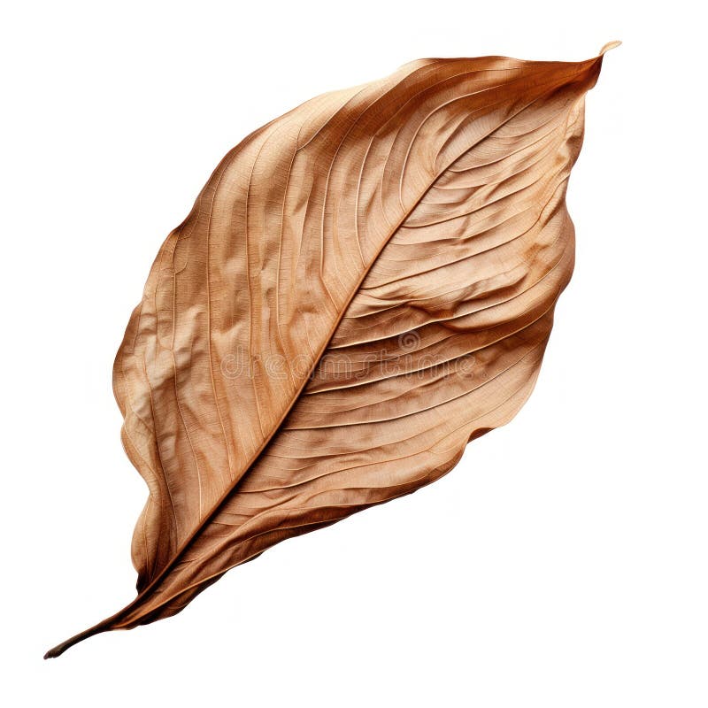 Dried Leaf on White Background AI Generated Stock Illustration ...