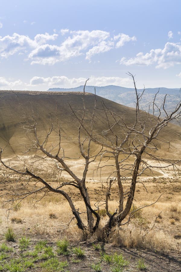 Dried Leafless Tree at Painted Hills Stock Photo - Image of desert ...