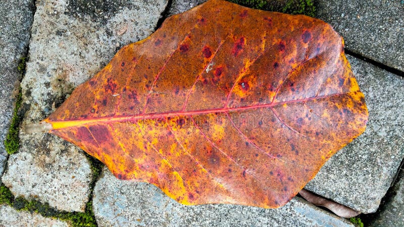 Dried Leaves Brown Fall on the Ground Stock Photo - Image of trunk ...