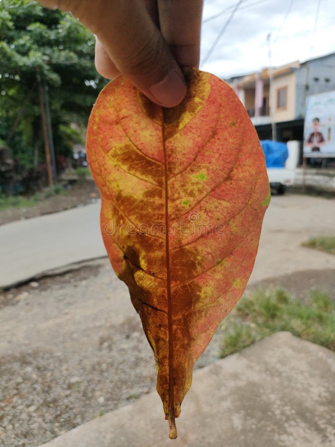 Dried Leaves of Brownish Color Stock Photo - Image of tree, soil: 249501332