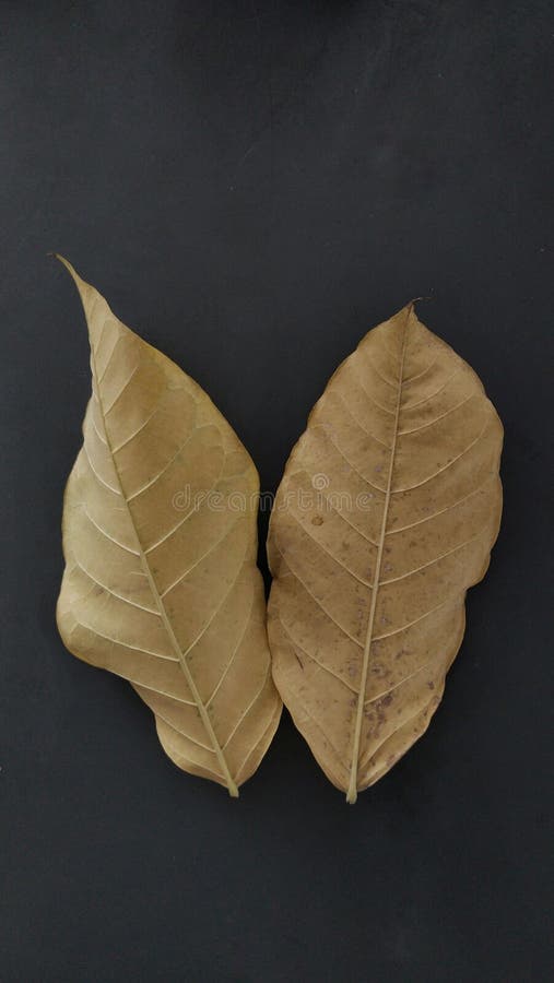 Dried Leaves stock photo. Image of time, fallen, dried - 343322340
