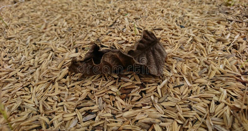 Dried leaves on dry rice stock photo. Image of farm - 242849360