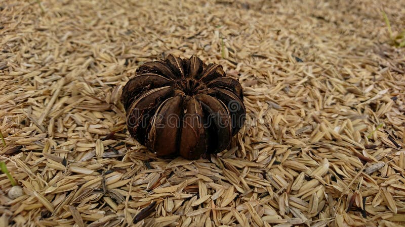 Dried leaves on dry rice stock image. Image of dirty - 242853159