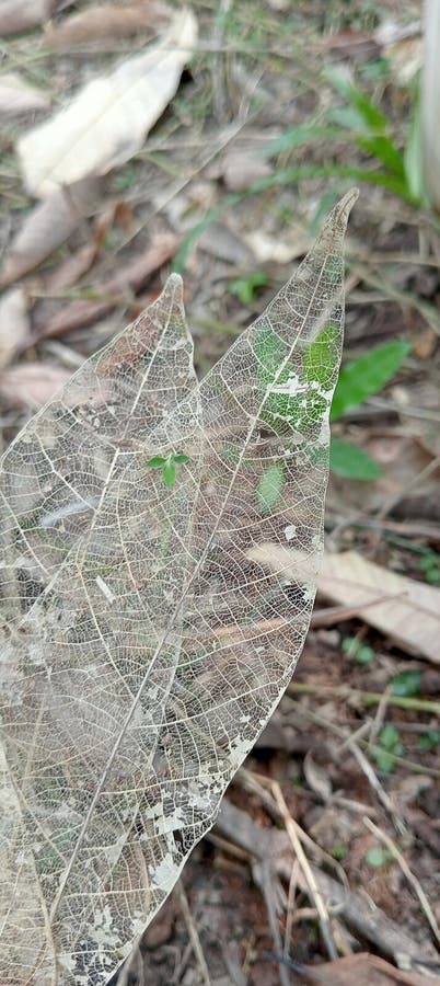 Dried leaves stock photo. Image of arthropod, flower - 379565678