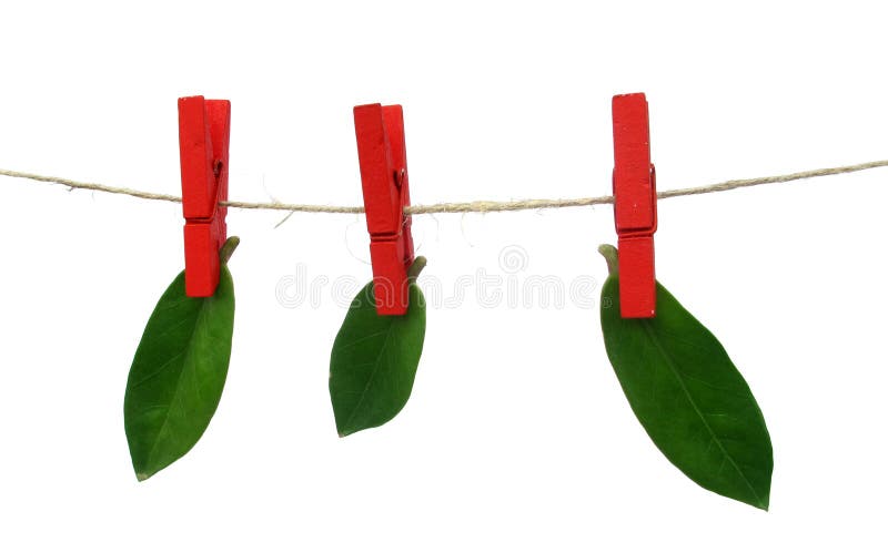 Dried Leaves are Drying on Washing Line Stock Image - Image of clothes ...