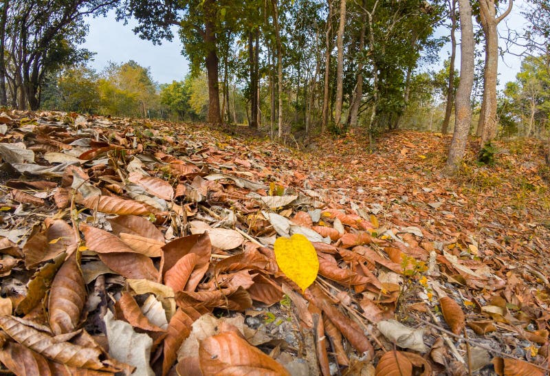 Dried Leaves in Forest Can Turn Small Flames into Colossal Bushfires Stock Photo - Image of ...