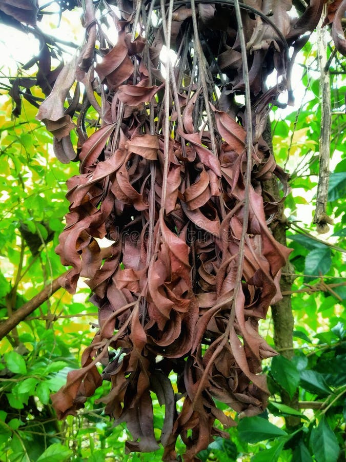 Dried Leaves Hanging on the Tree, with a Refreshing Green Foliage ...