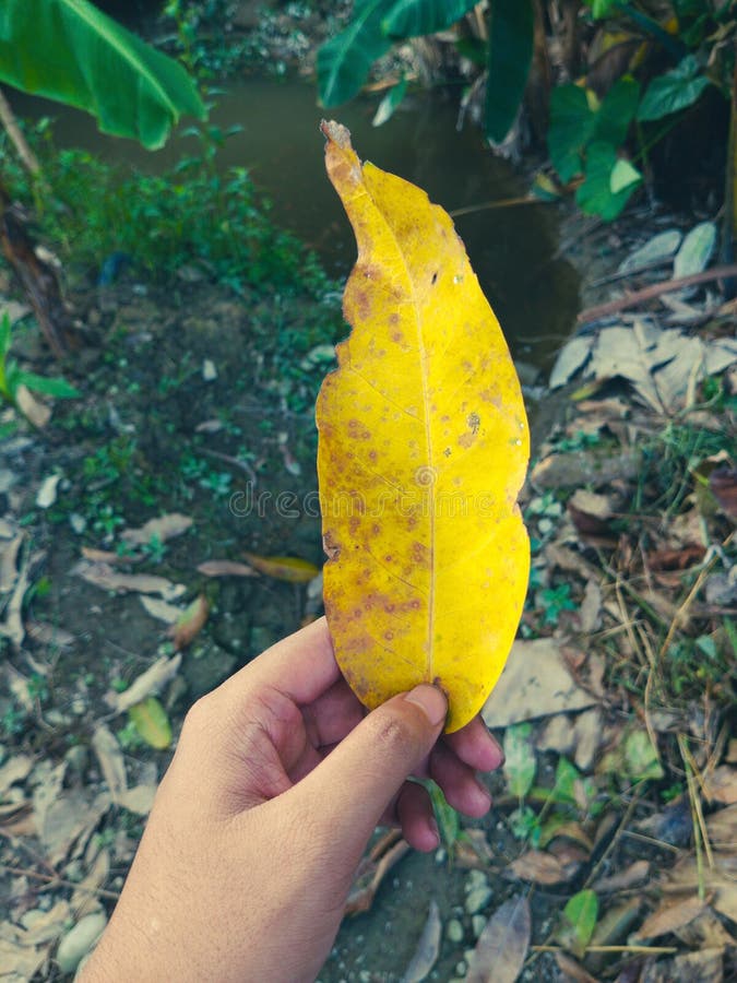 Dried Leaves in Human Hands. the Leaves Turn Yellow and Fall from the ...
