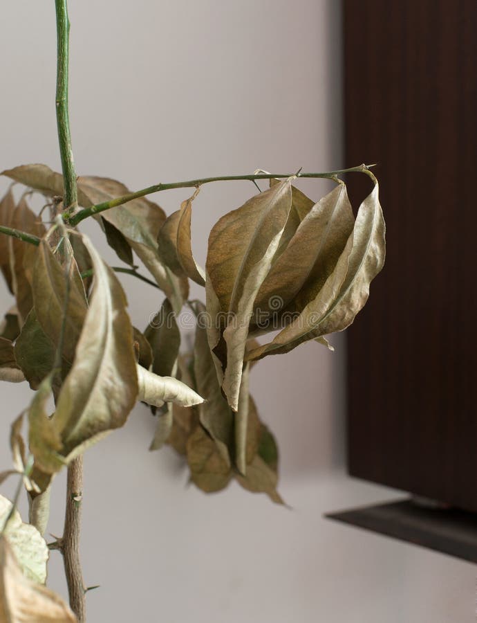 Dried Leaves of Lemon, a Fragment of a Plant Stock Photo - Image of ...