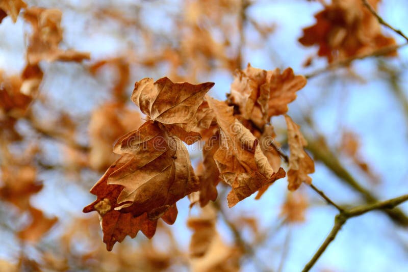 Dried Leaves in the Morning Sun. Stock Image - Image of closeup, fall ...