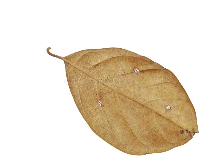 Dried Leaves and Nature Dry Leaves, Dead Leaf, Dry Leaf Isolated on ...