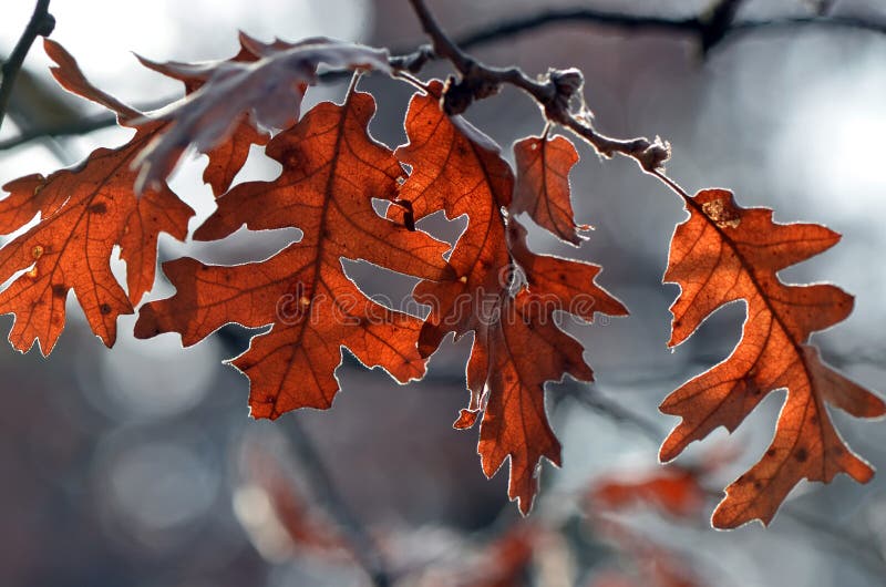 Dried leaves of oak tree stock photo. Image of leaves - 173934472