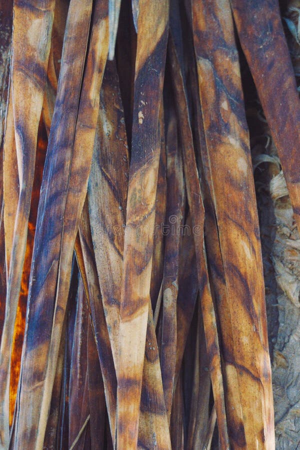 Dried leaves of palm tree. stock photo. Image of siagrus - 183777608