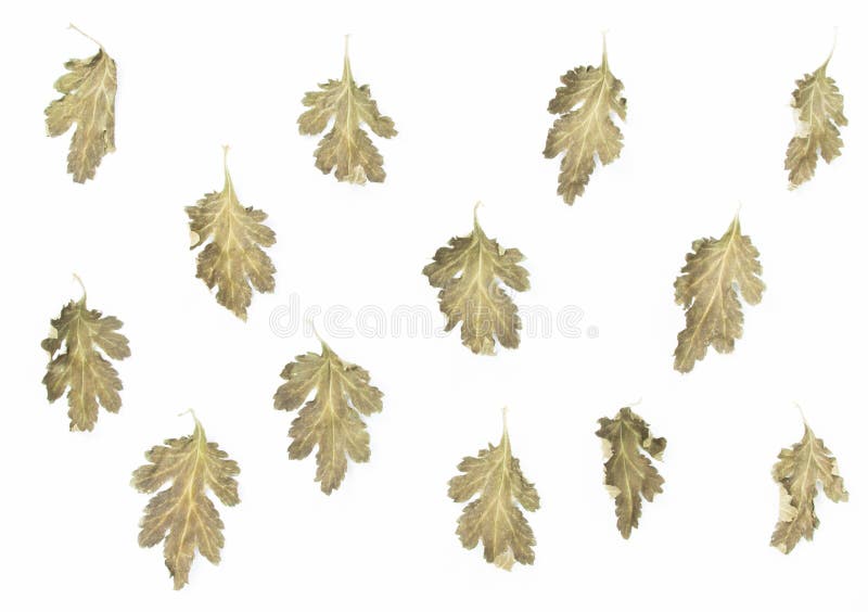Dried Leaves Pattern Background Stock Photo - Image of green, leaf ...