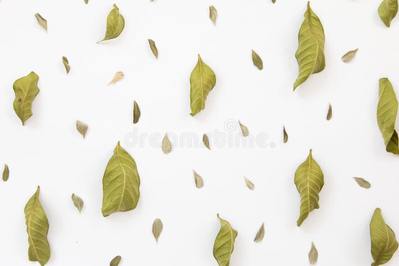 Dried Leaves Pattern Background Stock Photo - Image of foliage, alive ...