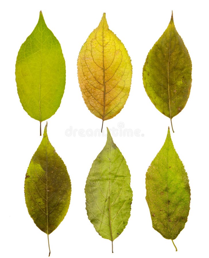 Dried Leaves stock photo. Image of pattern, green, autumn - 68302160