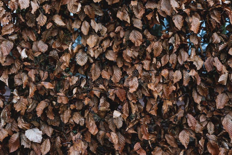 Dried Leaves Texture Backgrounds, in Winter Stock Image - Image of ...