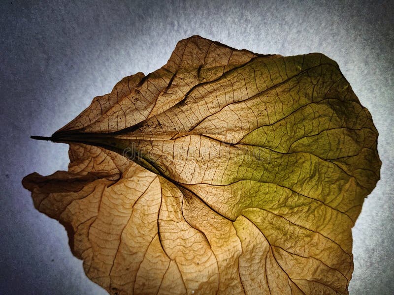 Dried Leaves with Texture Gradasi Stock Photo - Image of dried, gradasi ...