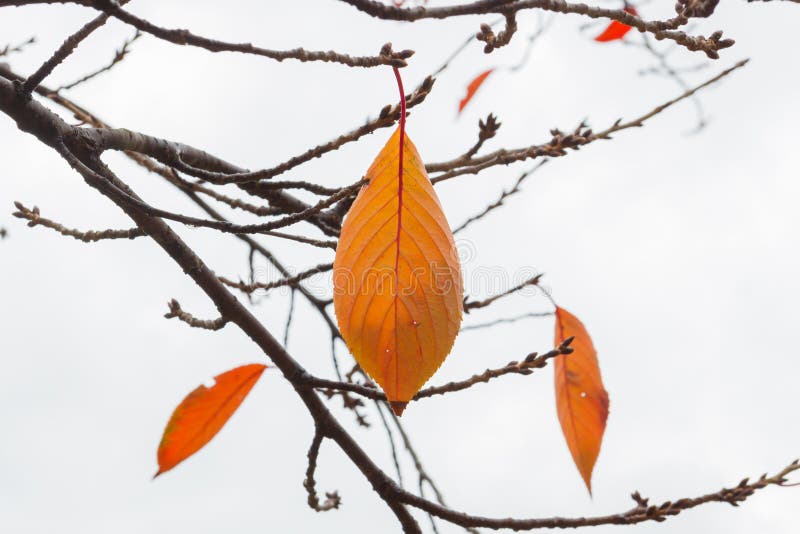 Dried leaves stock image. Image of october, nature, foliage - 64348863