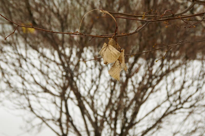 Dried leaves stock photo. Image of sheet, wildlife, leaf - 84034200