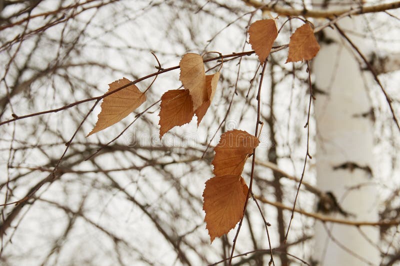 Dried leaves stock photo. Image of tree, sheet, leaf - 84035864