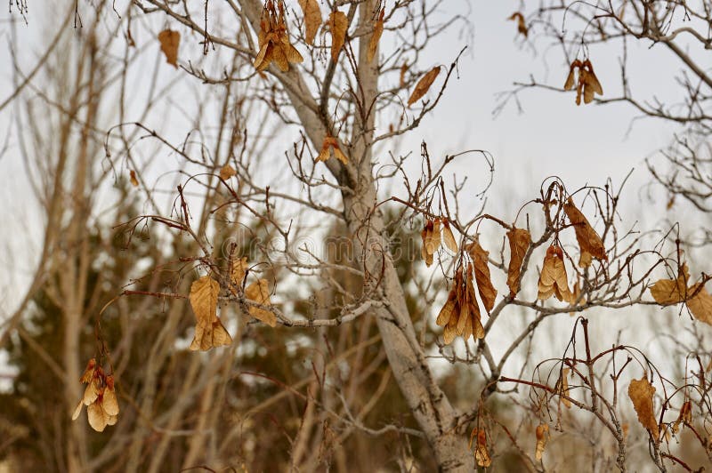 Dried leaves stock photo. Image of autumn, winter, plant - 84463408