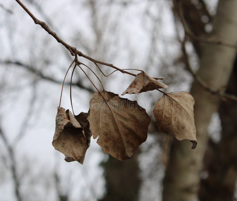 Dried leaves on a tree stock image. Image of dried, nature - 135564107