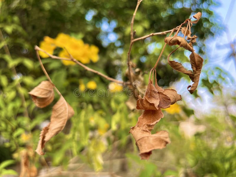 Dried leaves on a tree stock photo. Image of elder, autumn - 239165122