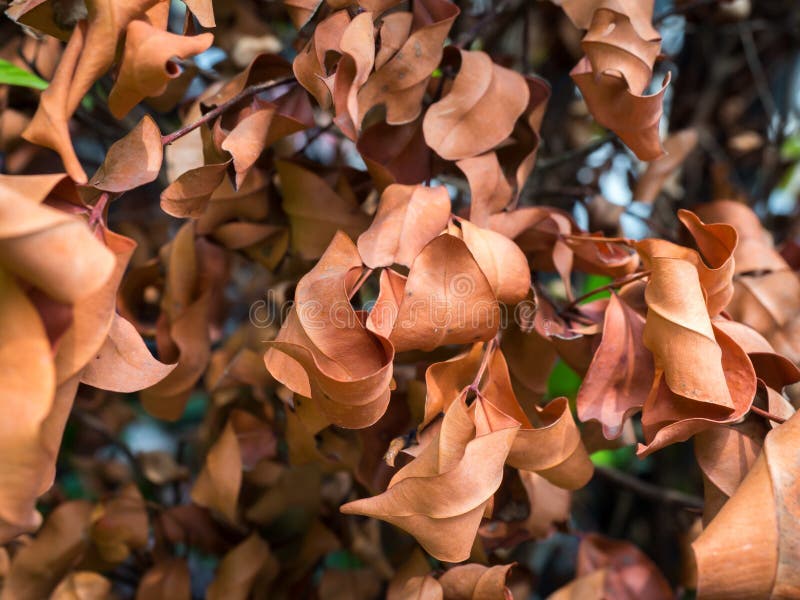 Dried Leaves on the Tree 01 Stock Photo - Image of tree, dead: 111551396
