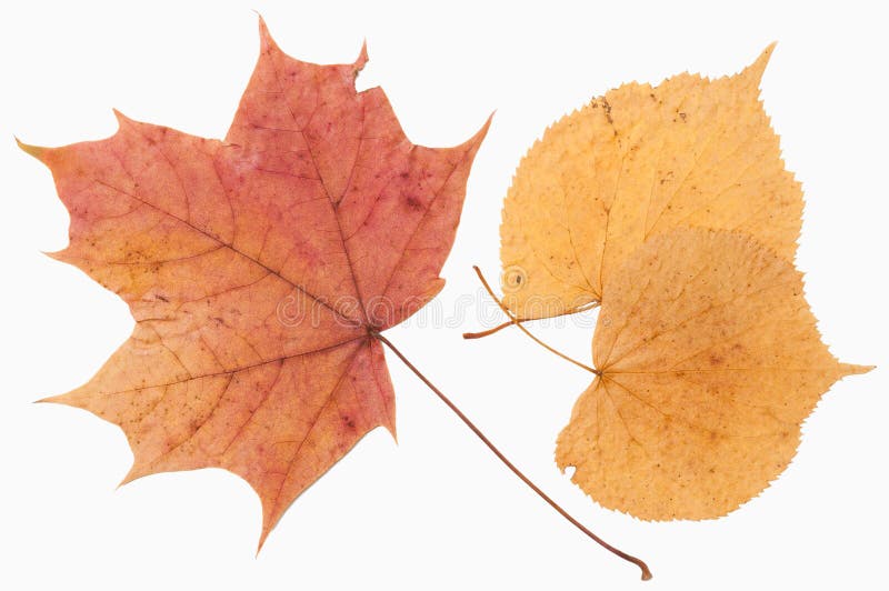 The Dried Leaves of the Trees Stock Photo - Image of isolated, flora ...