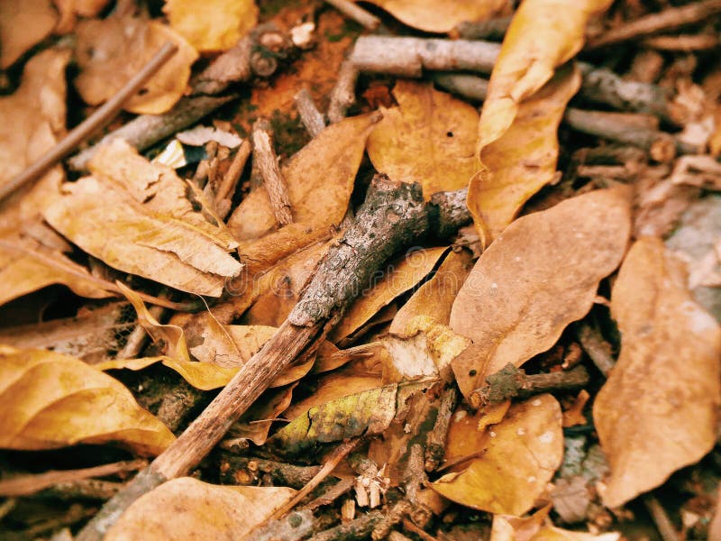 Dry Leaves Twigs Stock Photos - Download 1,700 Royalty Free Photos Dry Leaves Twigs Stock Photos - Download 1,700 Royalty Free Photos