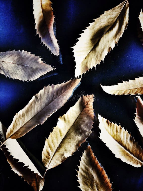 Dried leaves stock image. Image of trees, leaves, season - 45801301