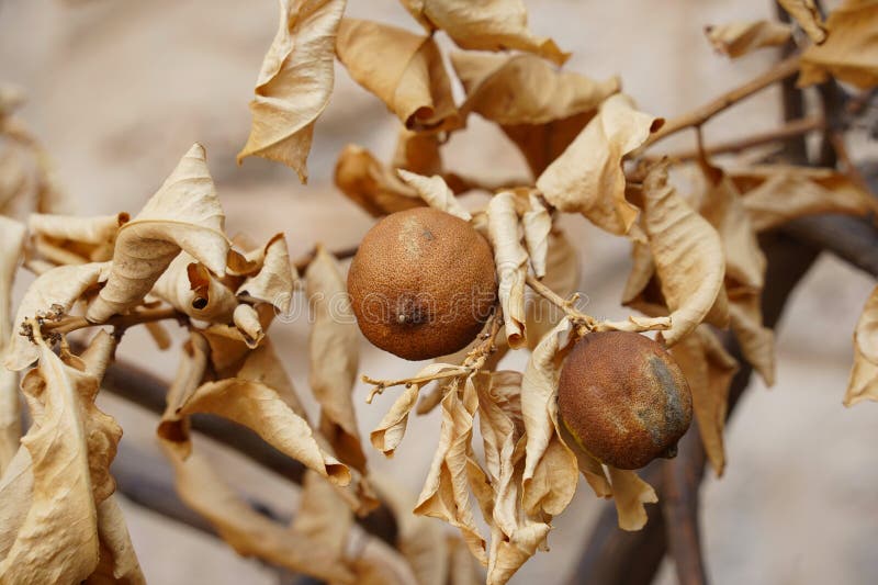 Dried Lemon or Lime Tree and Dried Lemons. Lemons, Dried in Lemon Tree ...