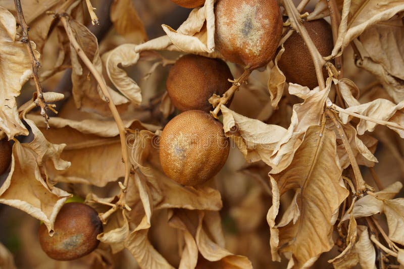 Dried Lemon or Lime Tree and Dried Lemons. Lemons, Dried in Lemon Tree ...