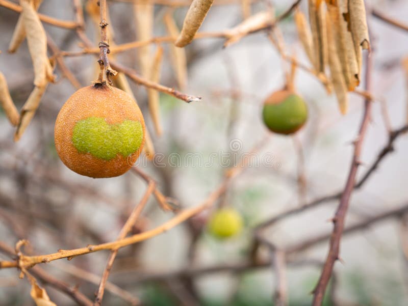 Dried Lime Hanging on the Dead Tree Stock Photo - Image of beverage ...