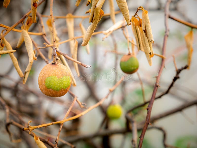 Dried Lime Hanging on the Dead Tree Stock Image - Image of branch ...