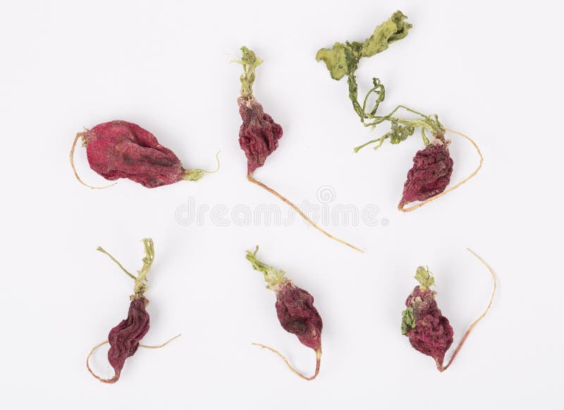 Dried little red radish stock photo. Image of healthy - 95651922