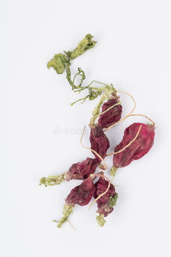 Dried little red radish stock photo. Image of fiber, close - 95652036